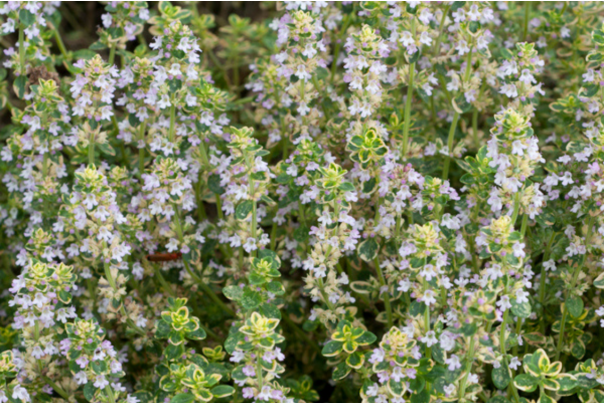 Thym citron - Plants aromatiques - Tesa Garden