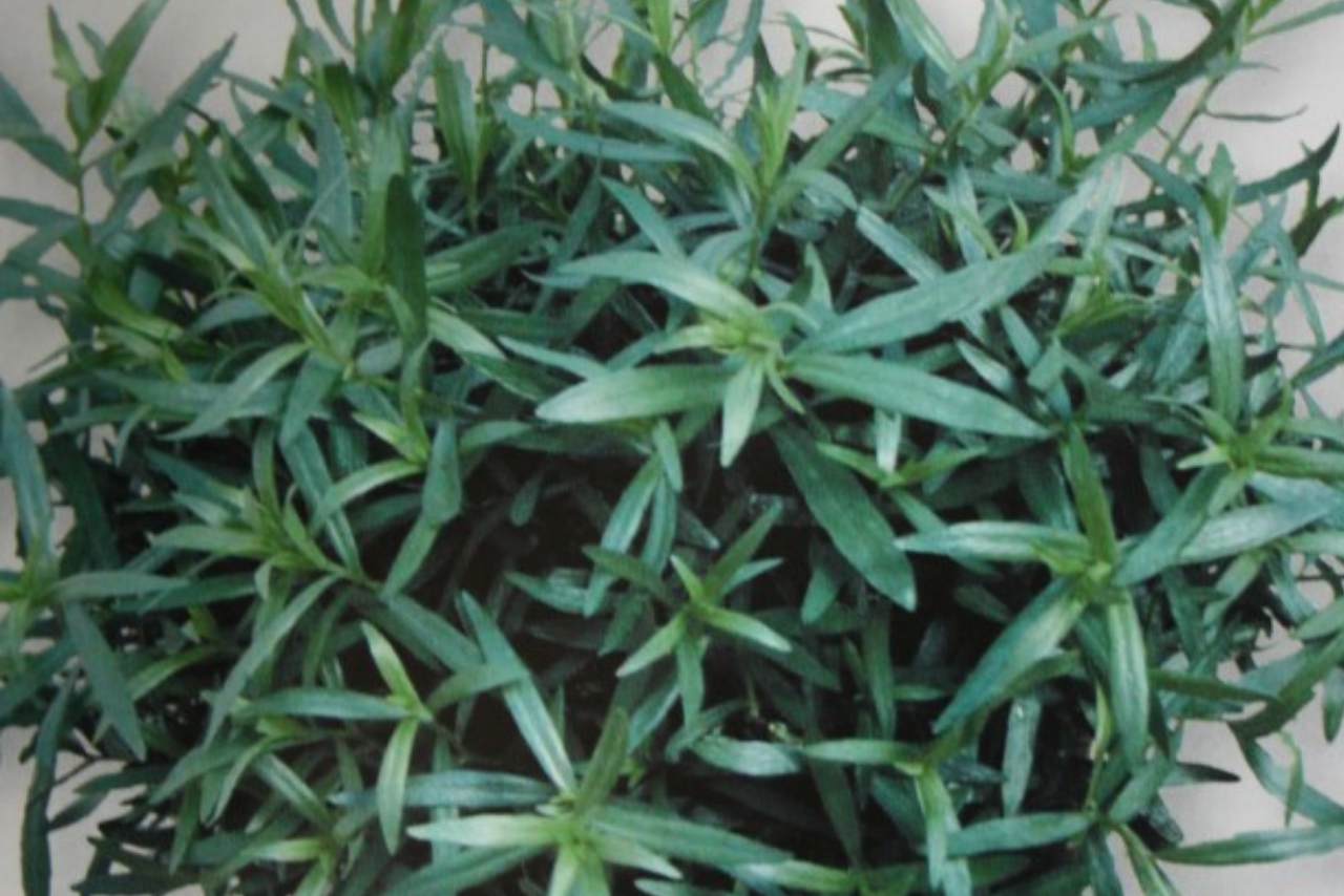 Estragon - Plants aromatiques - Tesa Garden
