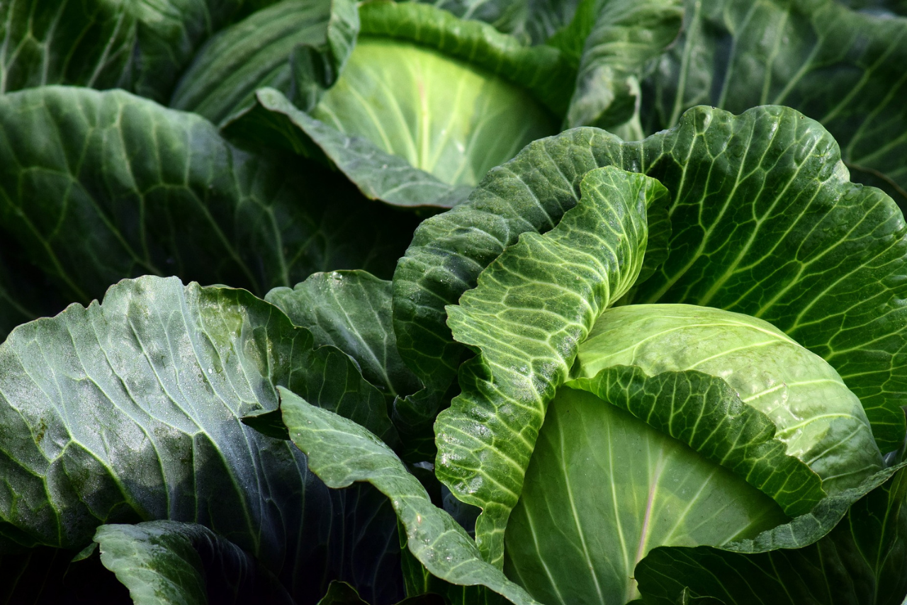 Chou - Barquette de 6 plants - Plants potagers - Tesa Garden