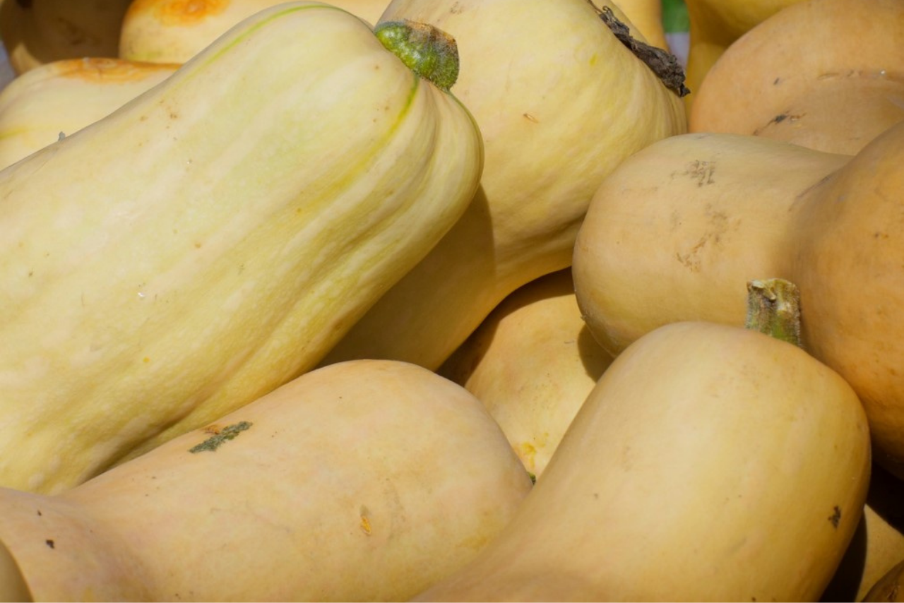 Courge - Pot de 10.5 cm - Plants potagers - Tesa Garden